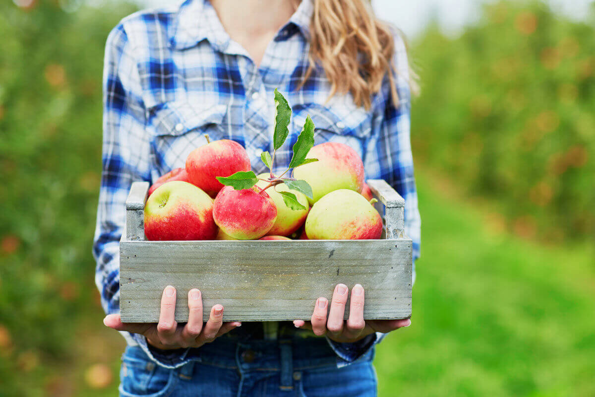The Best Apple Picking Orchards for Families