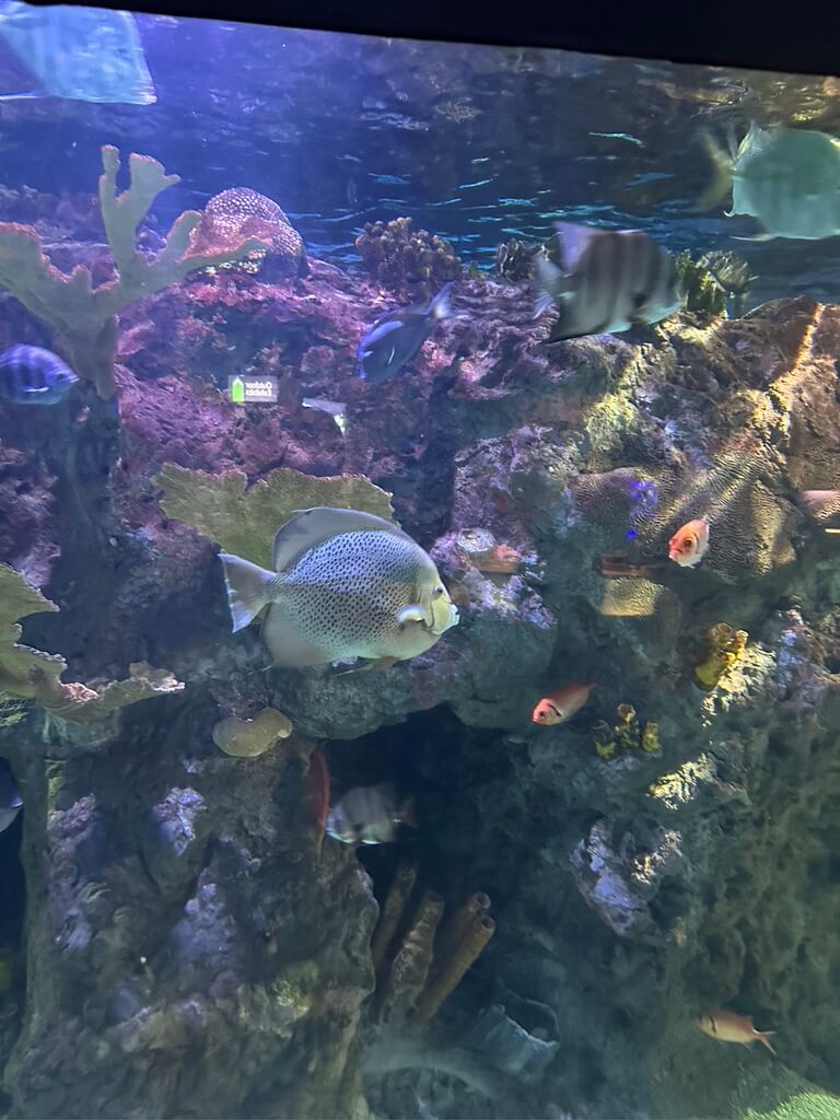 Day Trip to Mystic Aquarium – Westchester Family